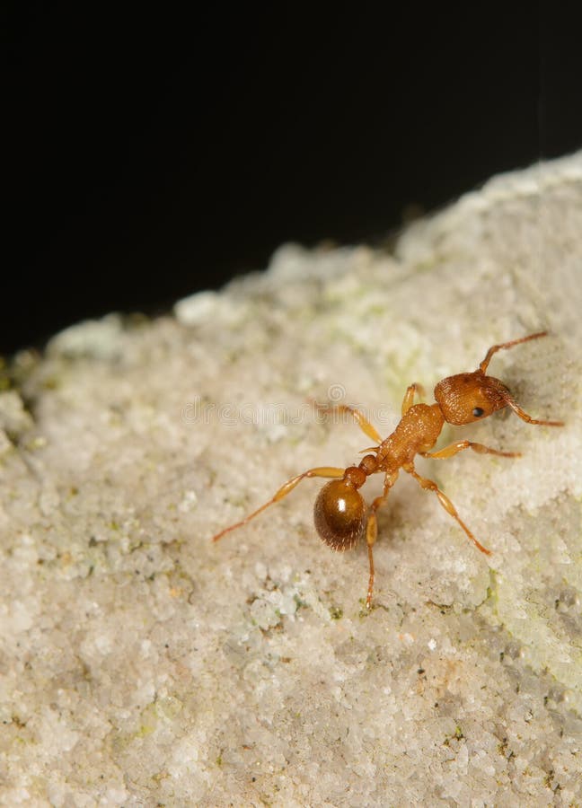 A Macro Image of the Tiny Orange Ant, Myrmica Ruginodis Stock Photo - Image of surface, insect ...