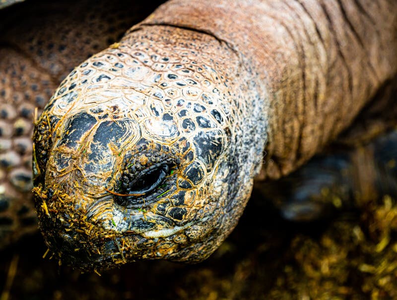Turtles Head in Moroccan Lake Near Ouarzazate, Morocco Stock Image ...