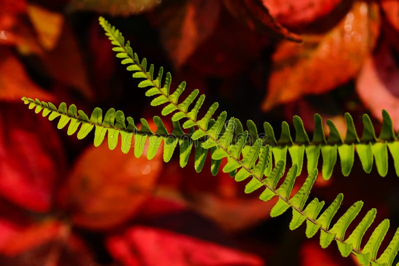 Fern Leafs stock photo. Image of leaf, green, leaves - 31036880