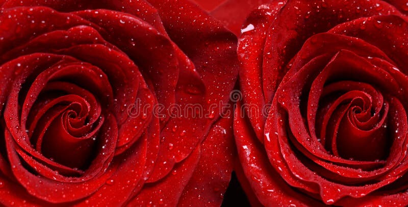 Macro Image of Two Reds Rose with Water Droplets Stock Photo - Image of ...