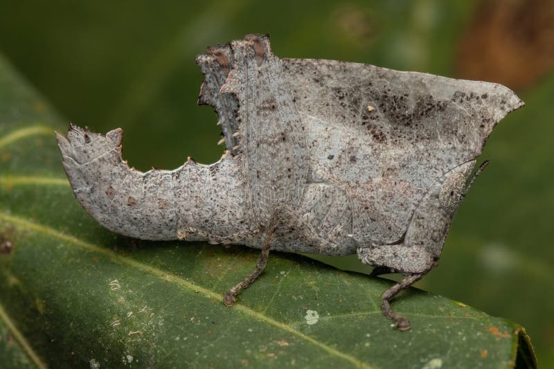 Macro Image of Unique Dead-leaf Grasshopper on Leaf - Chorotypus Sp ...