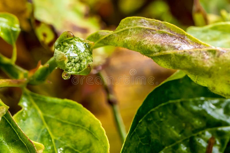 Macro Image of Water Drop on Bloom Stock Photo - Image of flowers, lush ...