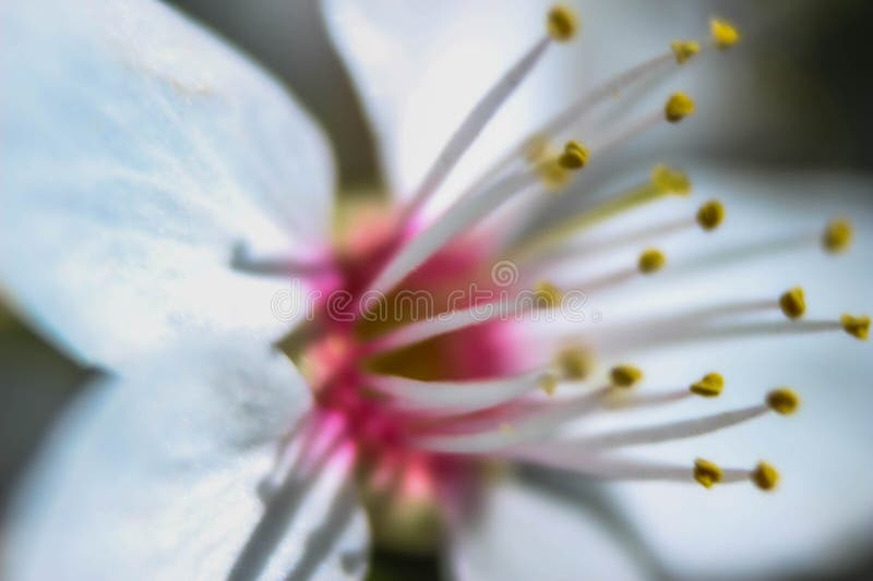 A Close Up of a White Flower Stock Photo - Image of macro, shrub: 269484102