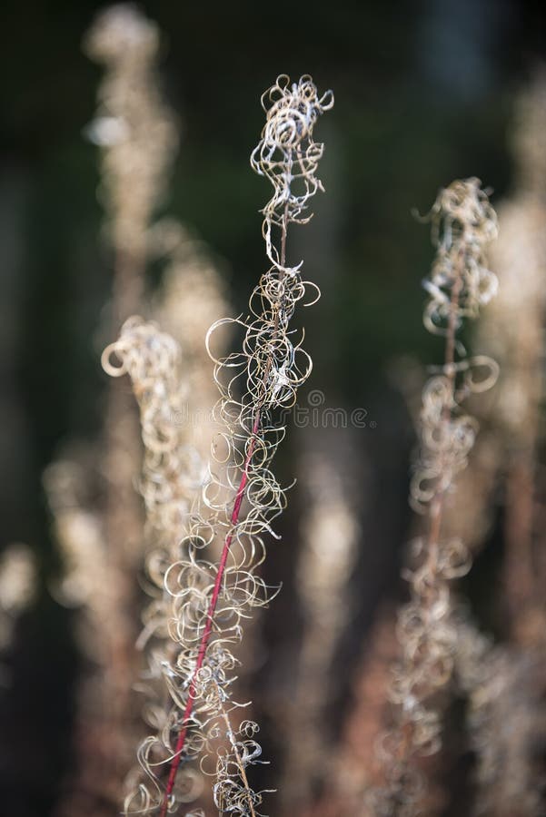 Macro Image of Wild Grasses, Small Depth of Field Stock Image - Image ...