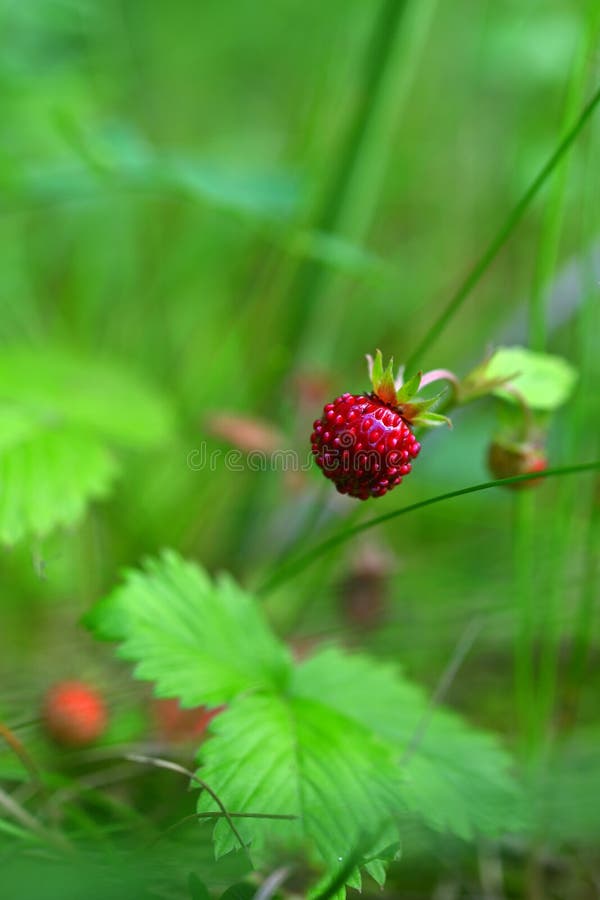 Macro Image of Wild Strawberry Berry in Green Grass Stock Photo - Image ...