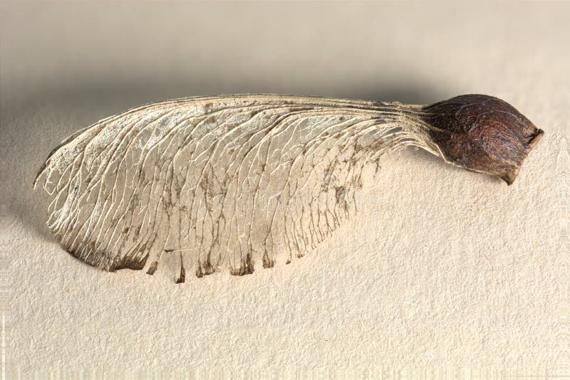 A Decayed and Skeletal Winged Seed. Stock Photo - Image of winged ...