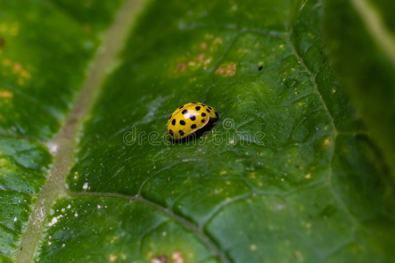 A Macro Image of a Yellow 22 Spot Ladybird - Psyllobora ...