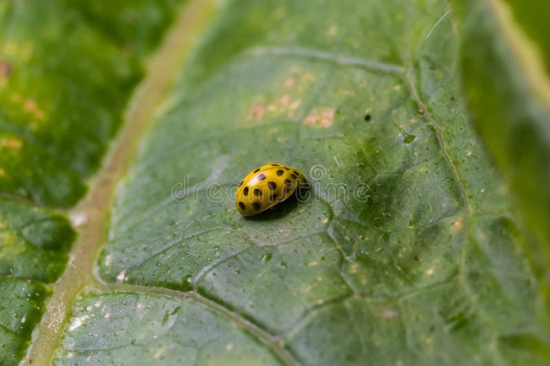 A Macro Image of a Yellow 22 Spot Ladybird - Psyllobora ...