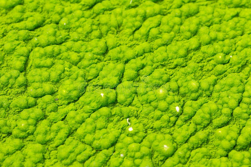 Macro Immagine Di Una Muffa Fotografia Stock - Immagine di funghi, vita ...