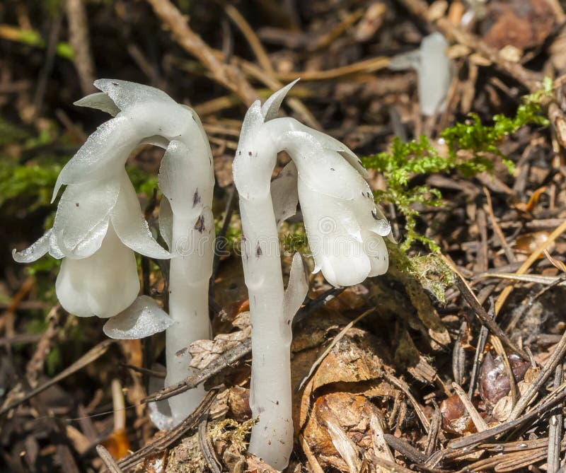 Indian Pipe plants stock image. Image of monotropaceae - 9402247