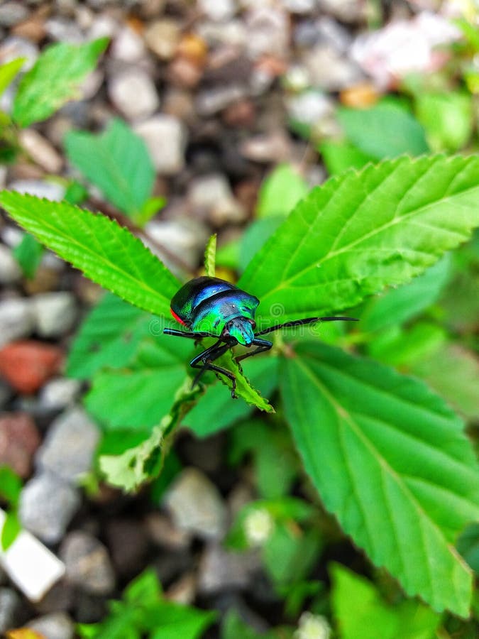 Macro: insect stock photo. Image of macro, animal, beautiful - 115441282
