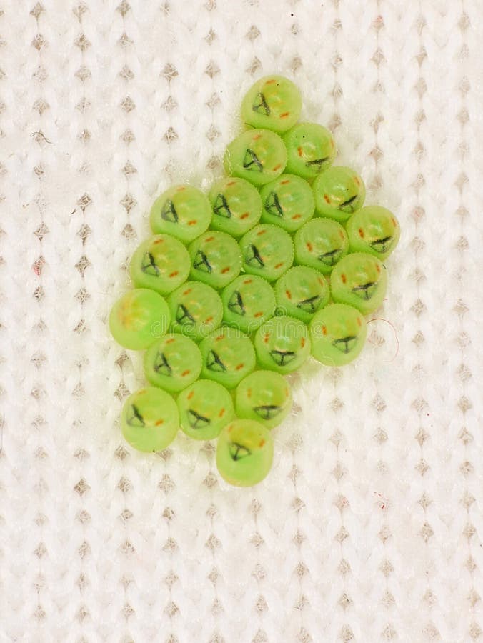 Macro of Insect Eggs - Green Shieldbug - Developing Embryo Visible ...