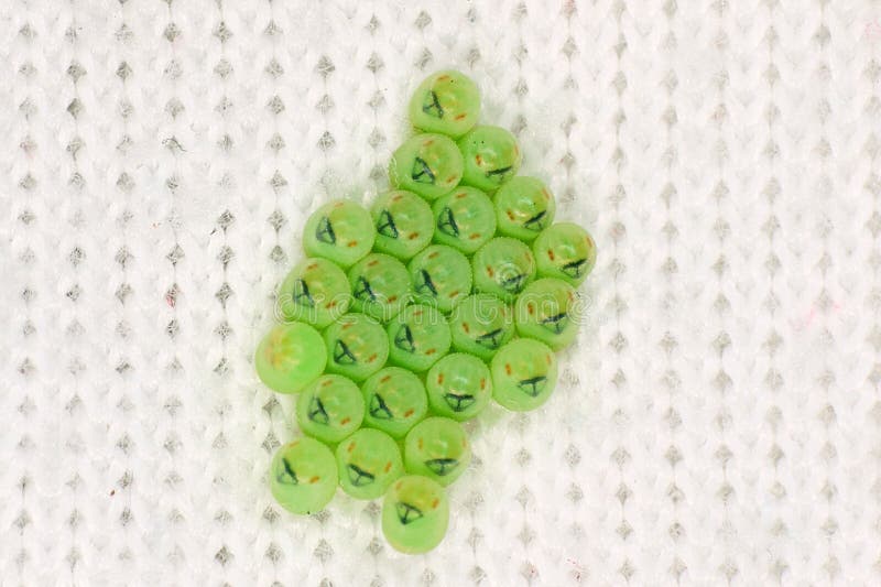 Macro of Insect Eggs - Green Shieldbug - Developing Embryo Visible ...
