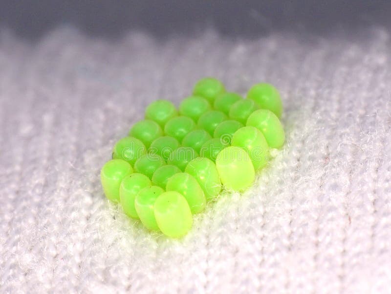 Macro of Insect Eggs - Green Shieldbug Stock Image - Image of hanging ...