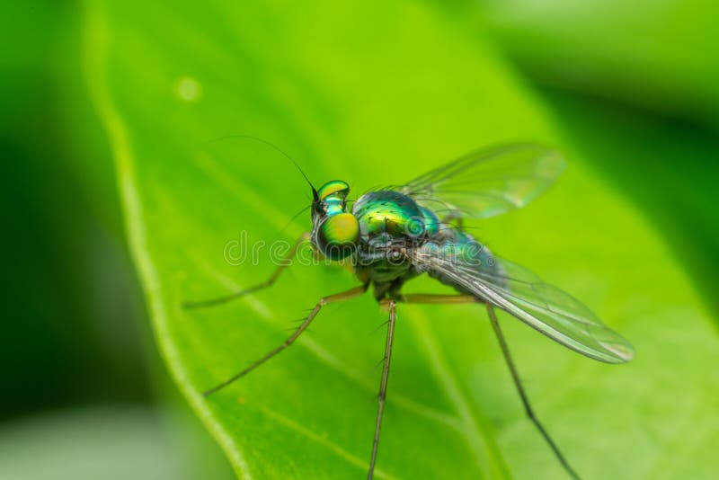Macro of Insect Focus at Eye Stock Image - Image of natural, green ...