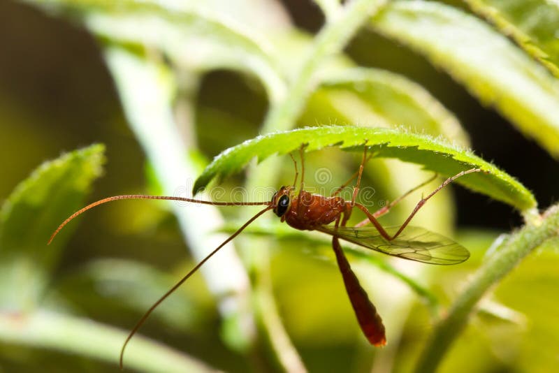 Macro Insect on a Green Leaf Stock Photo - Image of whiskers, hanging ...