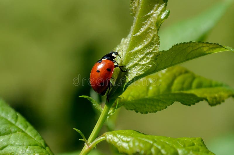 Macro Lady Bug stock photo. Image of macro, spots, blade - 19521466