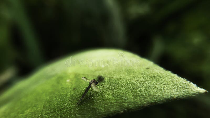Macro Insect on Leaf stock photo. Image of yellow, water - 193084140