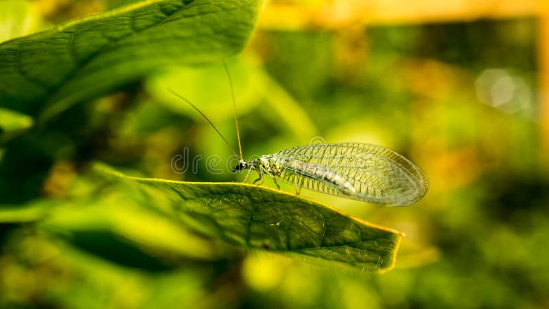 Macro Insect on a Leaf. Macro Shot from Nature Stock Image - Image of ...