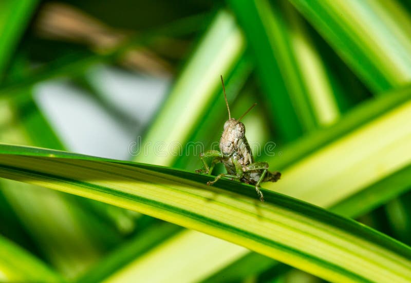 Macro Insect on the Leaves with the Green Theme Stock Photo - Image of ...