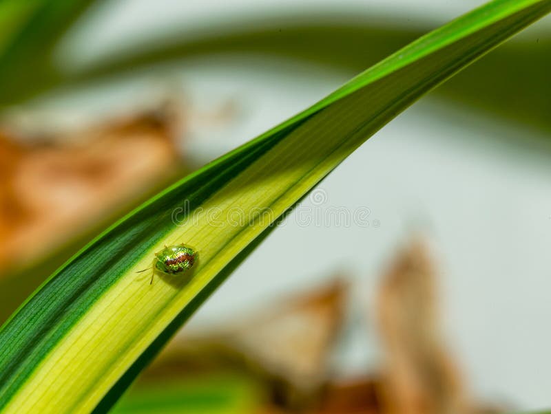 Macro Insect on the Leaves with the Green Theme Stock Photo - Image of ...