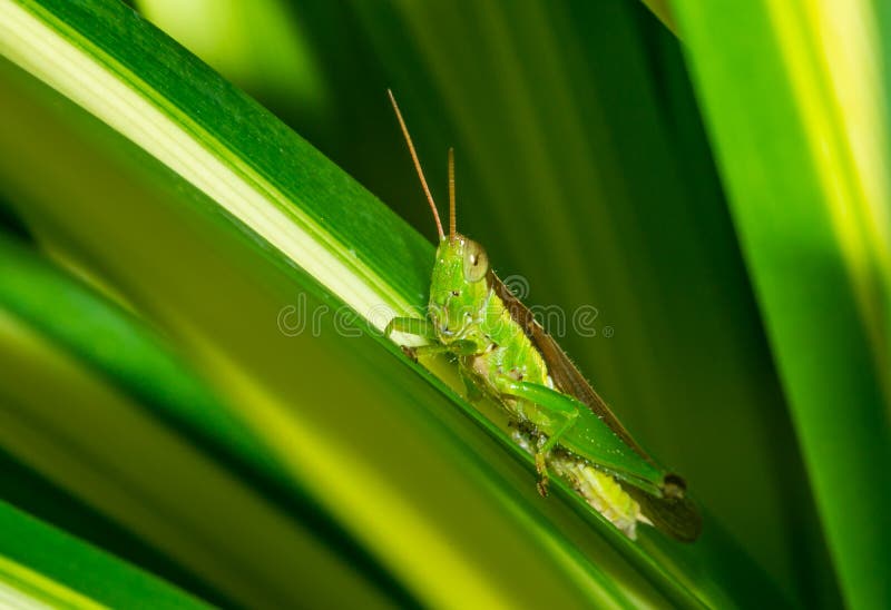 Macro Insect on the Leaves with the Green Theme Stock Photo - Image of ...