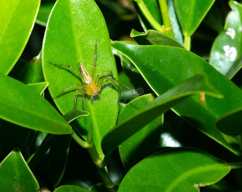 Macro Insect on the Leaves with the Green Theme Stock Photo - Image of ...
