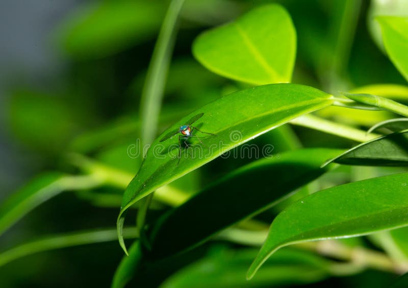 Macro Insect on the Leaves with the Green Theme Stock Image - Image of ...