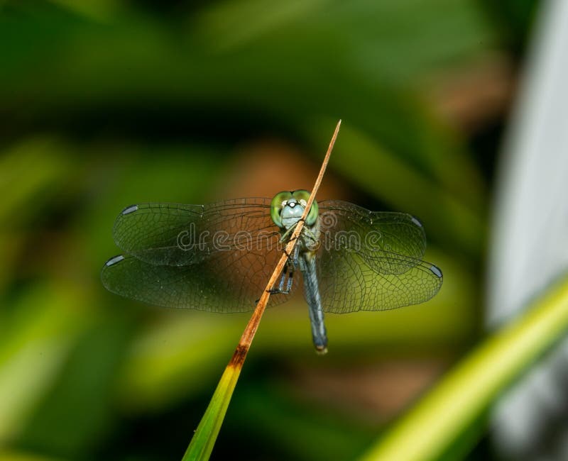 Macro Insect on the Leaves with the Green Theme Stock Photo - Image of ...