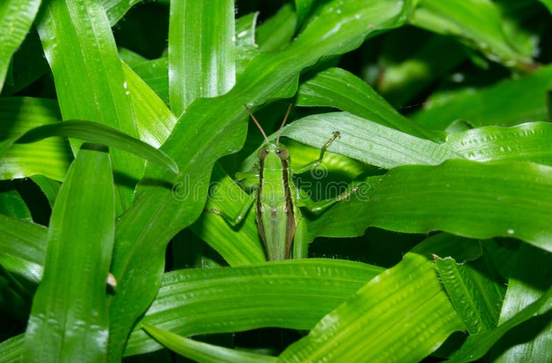 Macro Insect on the Leaves with the Green Theme Stock Photo - Image of ...