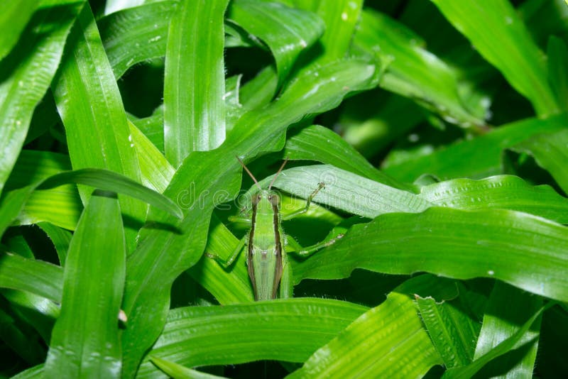 Macro Insect on the Leaves with the Green Theme Stock Photo - Image of ...