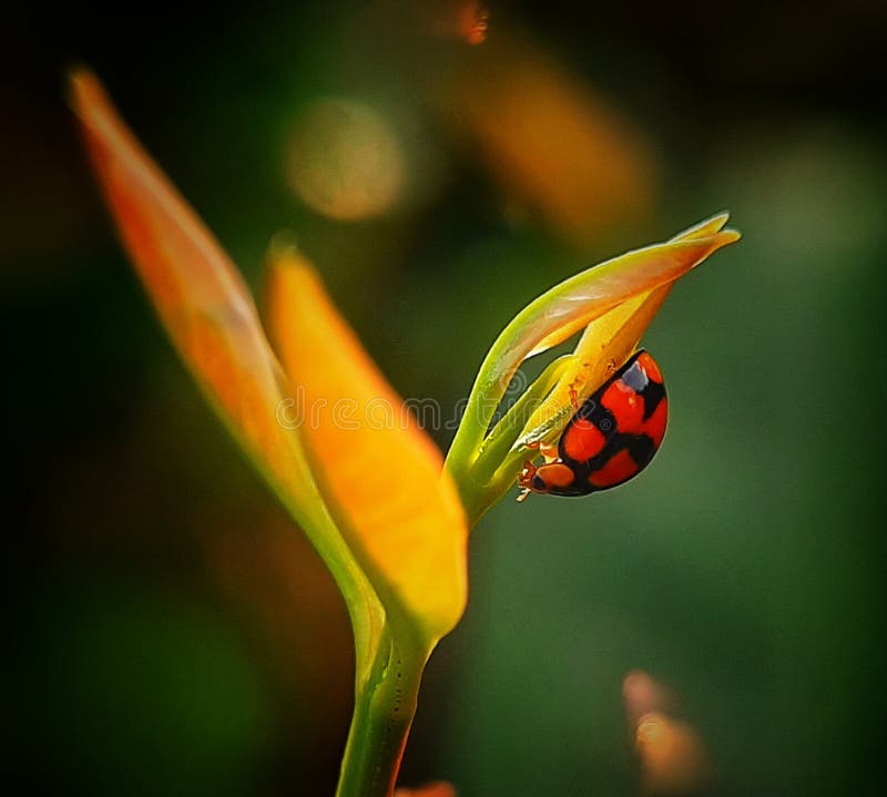 Macro insect photo stock photo. Image of leaf, wing - 188820852