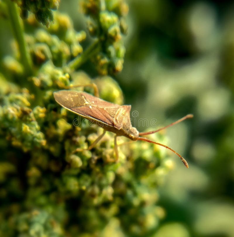 Macro insect photo stock photo. Image of macro, creature - 211282014