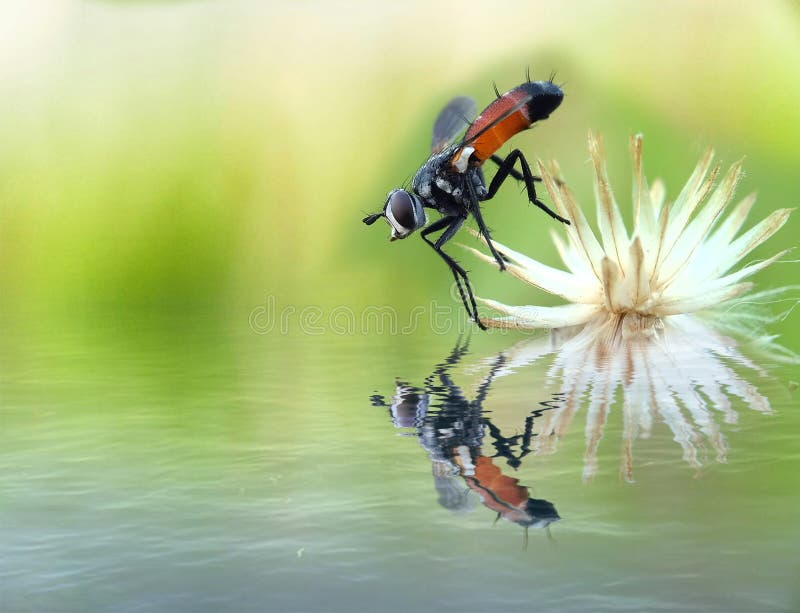 Macro insect photography stock image. Image of flower - 100312101