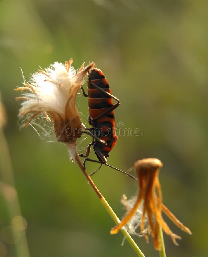 Macro insect photography stock photo. Image of detail - 98403792