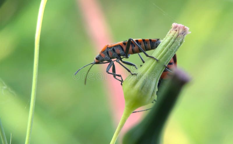 Macro insect photography stock image. Image of background - 98406089