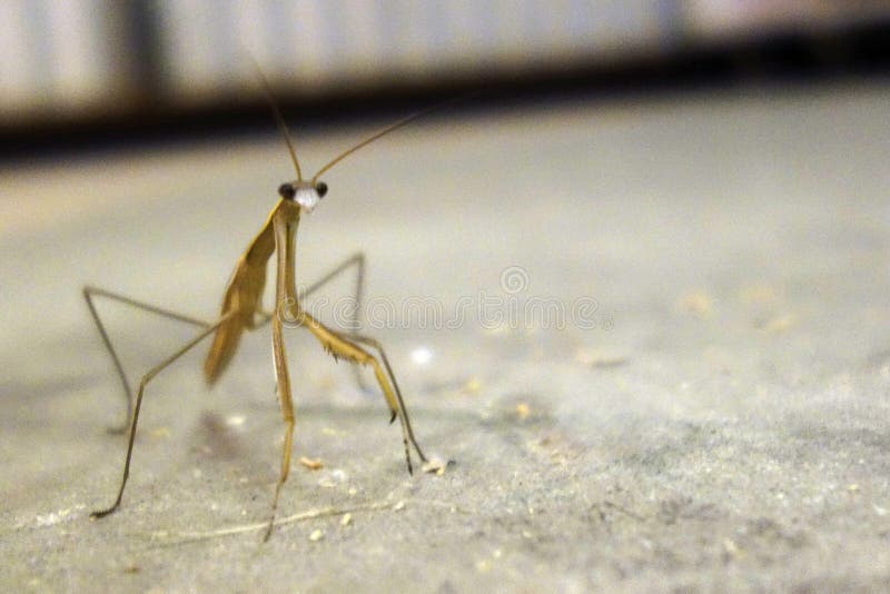 Macro insect stock photo. Image of mantis, glider, acrobatics - 39984654