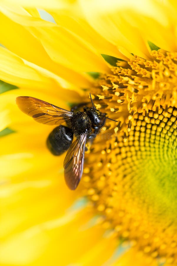Insect Sun, on Sunflower Seeds Stock Image - Image of white, created ...