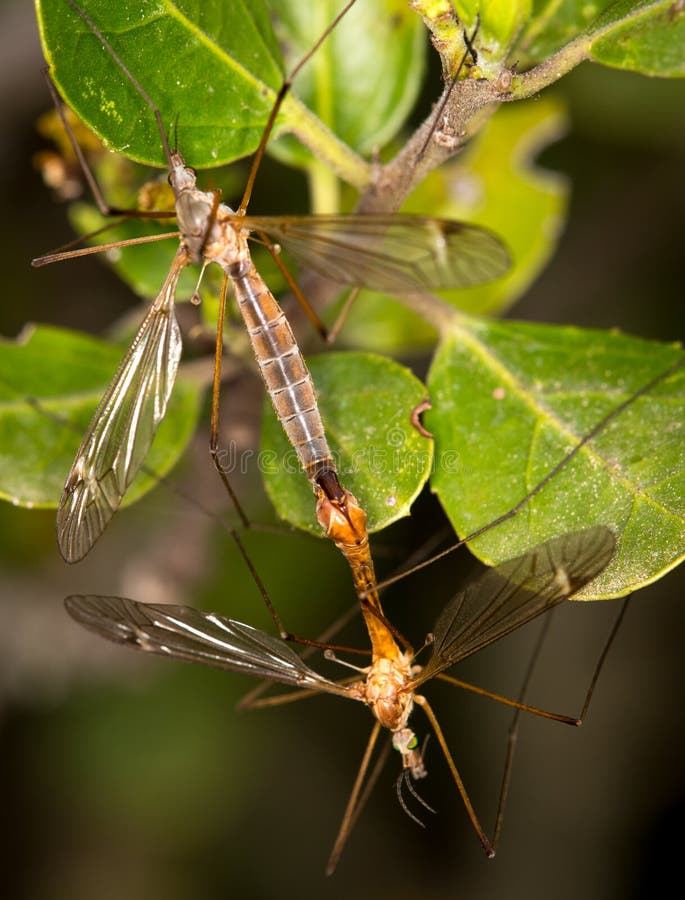 Macro of an Insect : Tipula Stock Image - Image of entomologist, forest ...