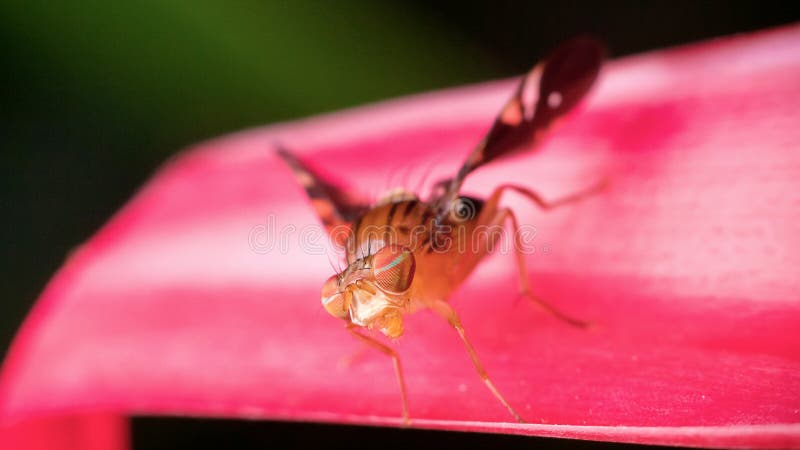 Macro - Insects Fruit Fly stock image. Image of beauty - 70340745