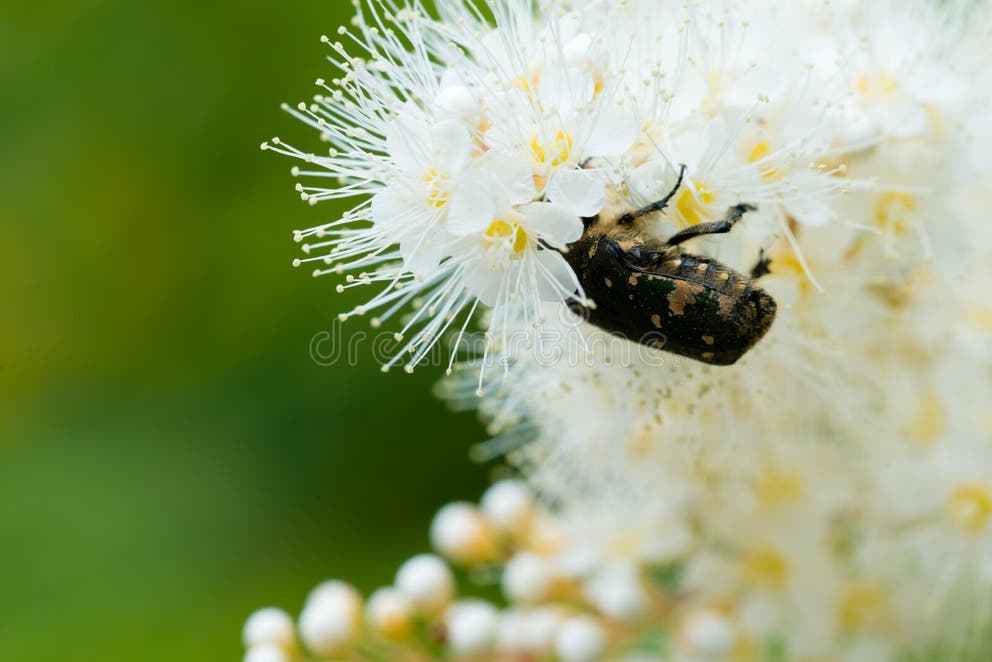 Macro of Inset Feeding on White Flowers Stock Photo - Image of insect ...