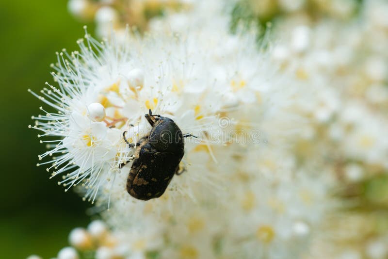 Macro of Inset Feeding on White Flowers Stock Photo - Image of blossom ...