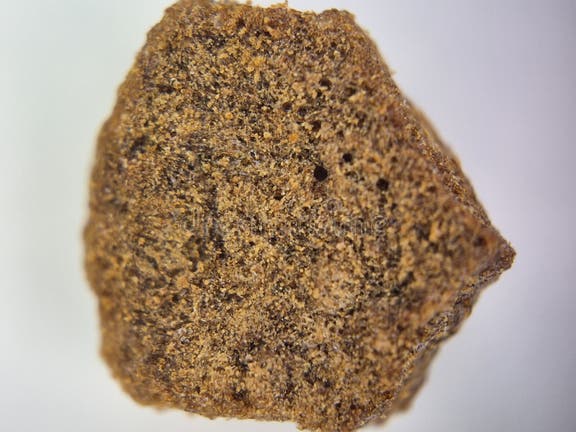 Macro of an Instant Coffee Bean Under a Microscope Stock Photo - Image ...