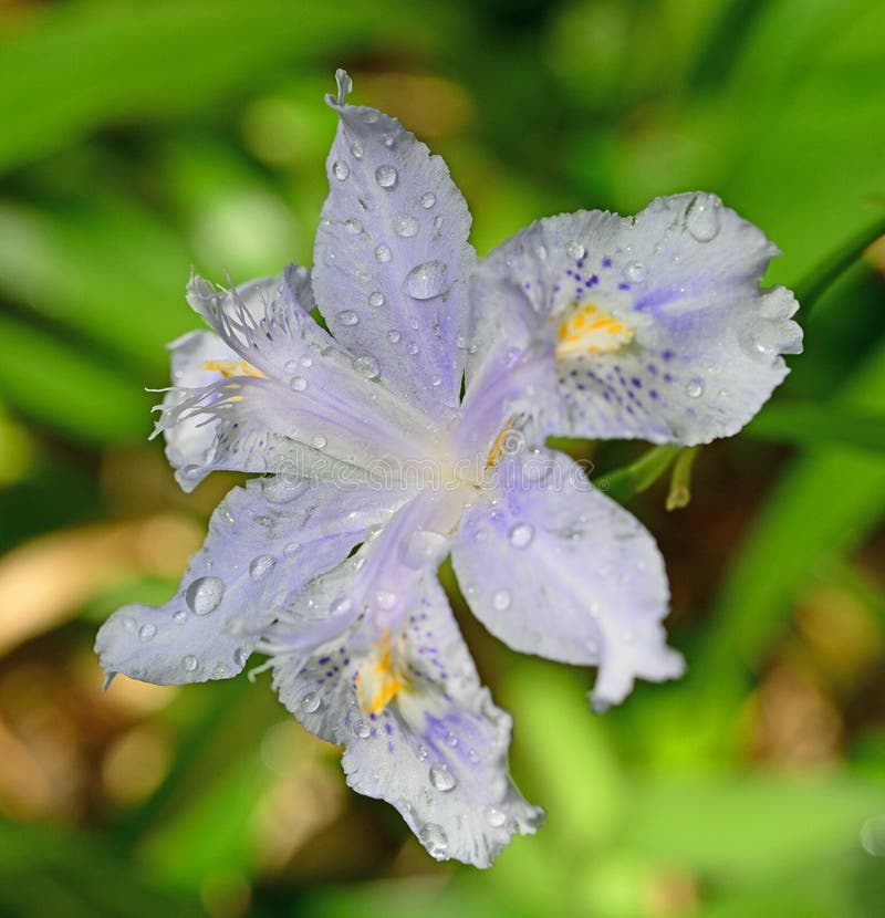 Iris Watii Stock Photos - Free & Royalty-Free Stock Photos from Dreamstime