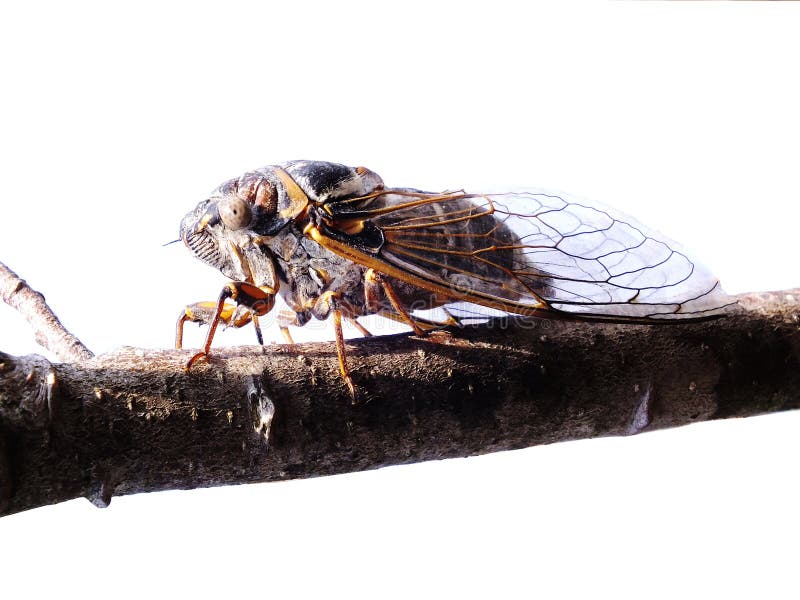 Cicala greca fotografia stock. Immagine di maschio, mimicry - 25944016