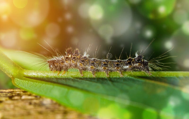 Macro Itchy Worms,green Caterpillar with Thorns that Make Itchy Stock ...