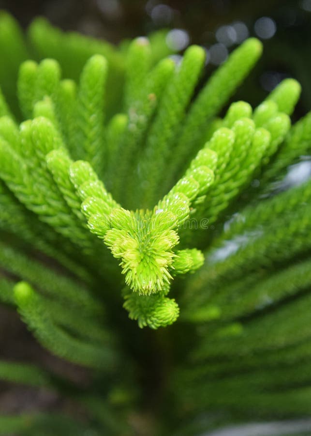 Macro of a Japanese Pine Tree Stock Image - Image of colors, black ...