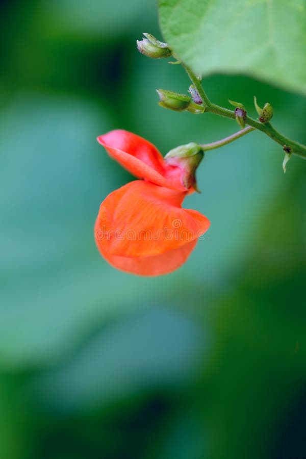 Macro Jewel Weed Orange Flower. Stock Image - Image of balsam ...