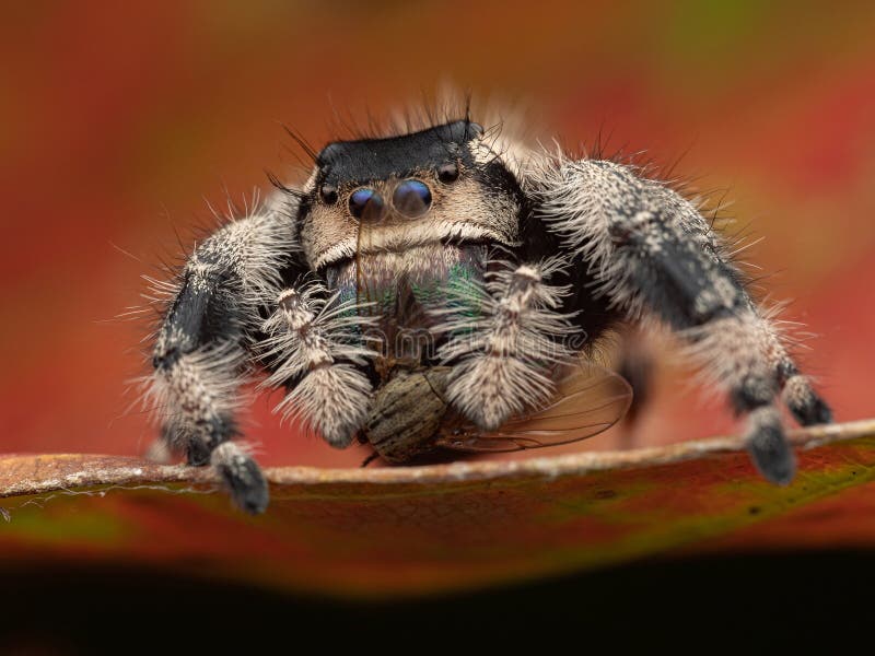 Macro Jumping Spider on Dry Leaf in Garden Stock Photo - Image of ...