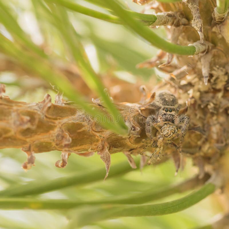 Spider Eating a Spider stock image. Image of spiders - 120344523